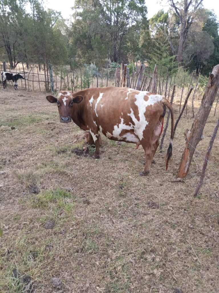 AGRICULTURE AND LIVESTOCK - Benel Afrika